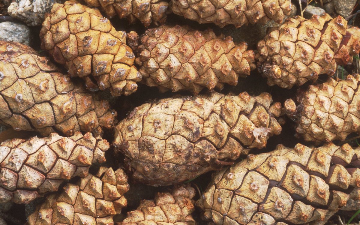 How to start a fire with Pine Cones – The Woodee